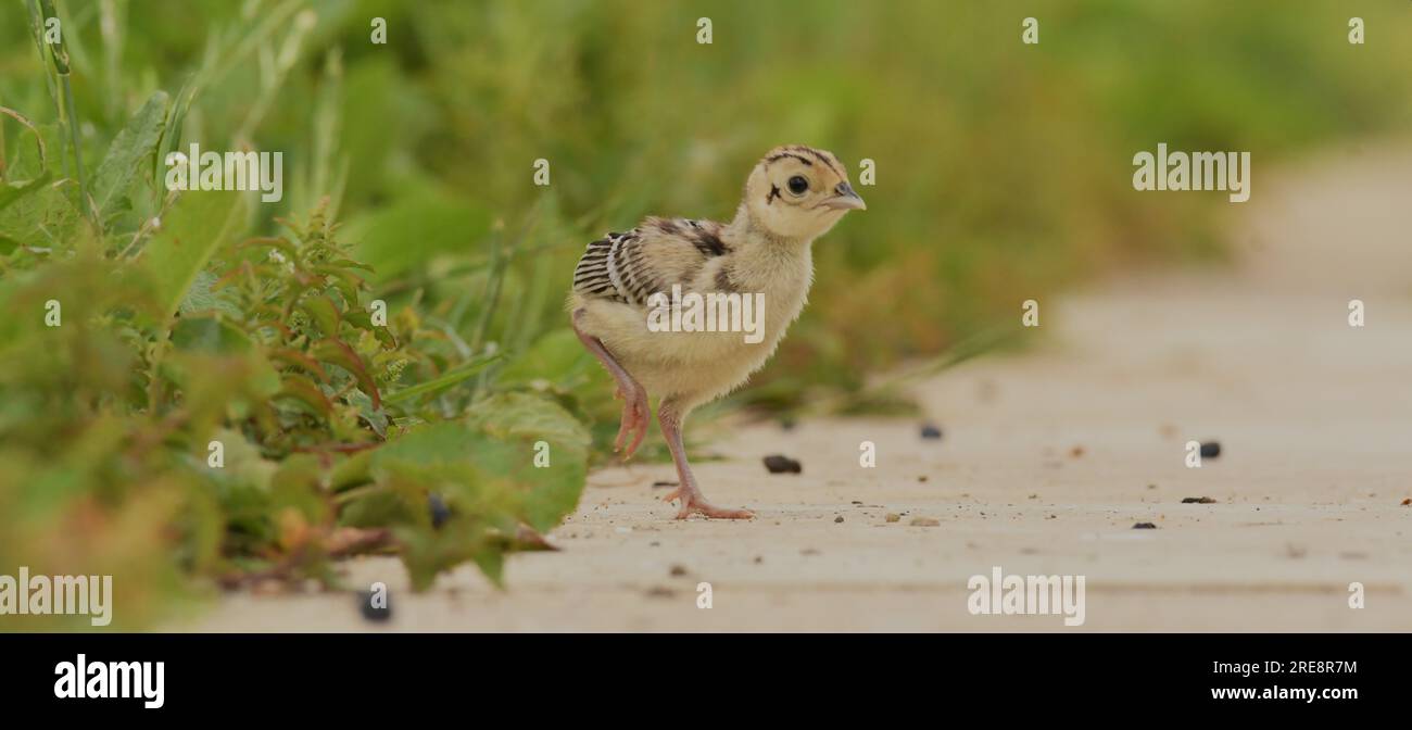 Baby pheasant uk hi-res stock photography and images - Alamy