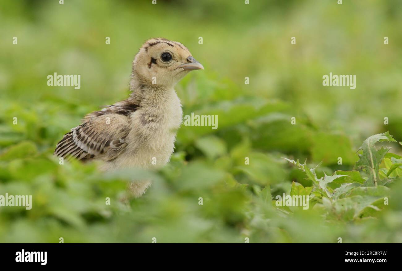 Baby pheasant uk hi-res stock photography and images - Alamy