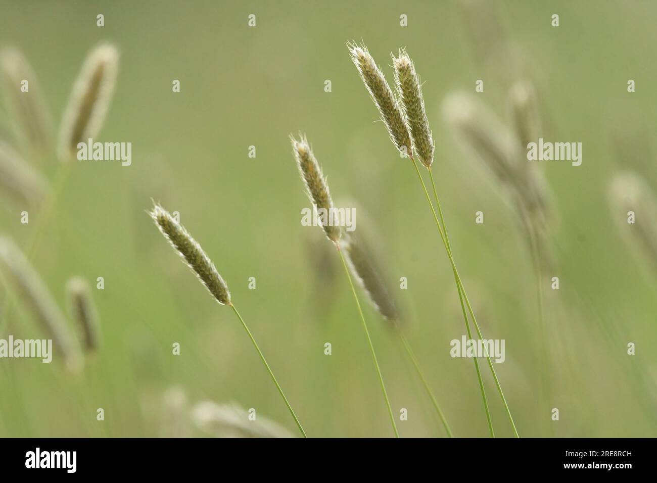 Whats in the grass hi-res stock photography and images - Alamy