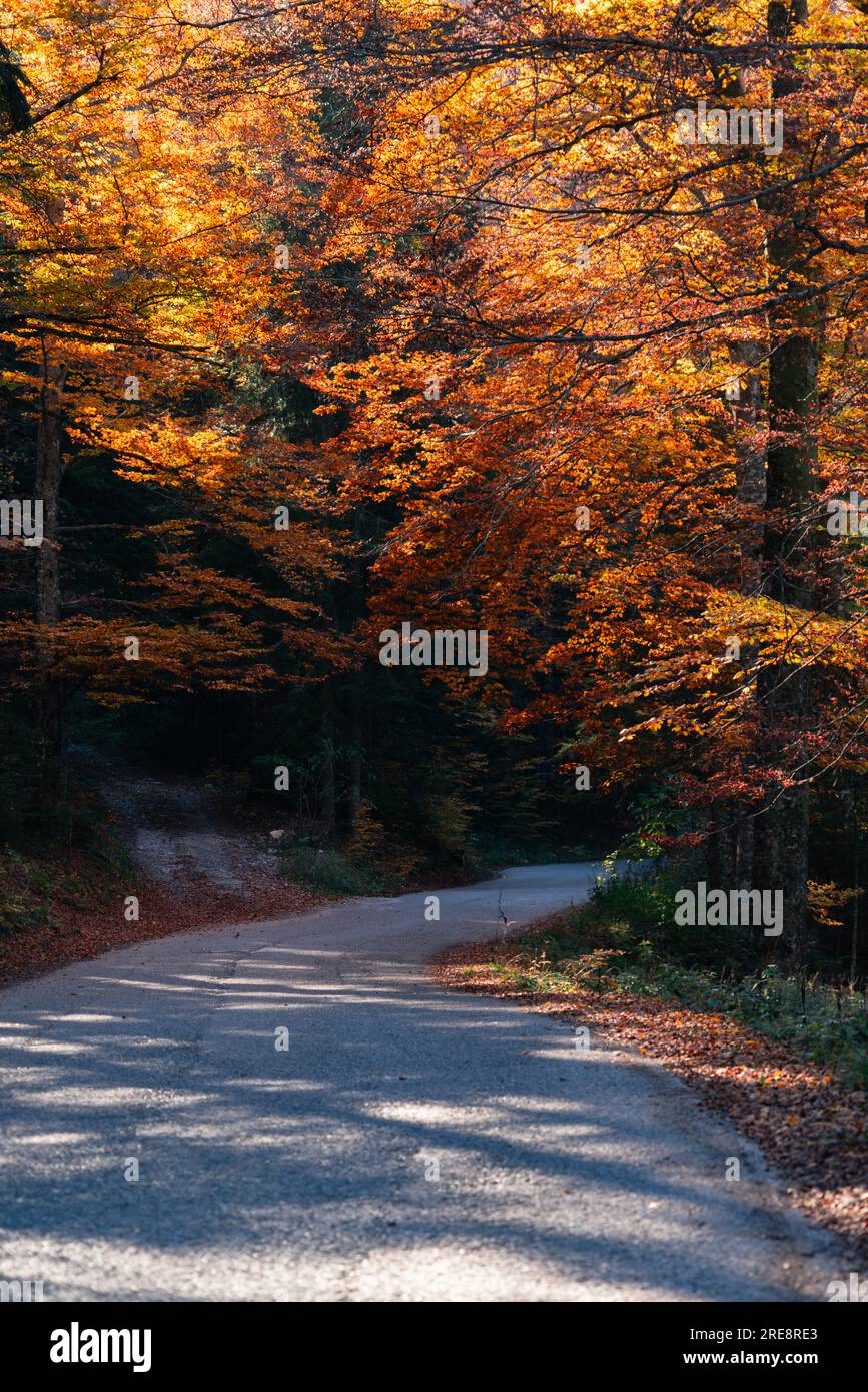 Forest path with autumn leaves hi-res stock photography and images - Alamy