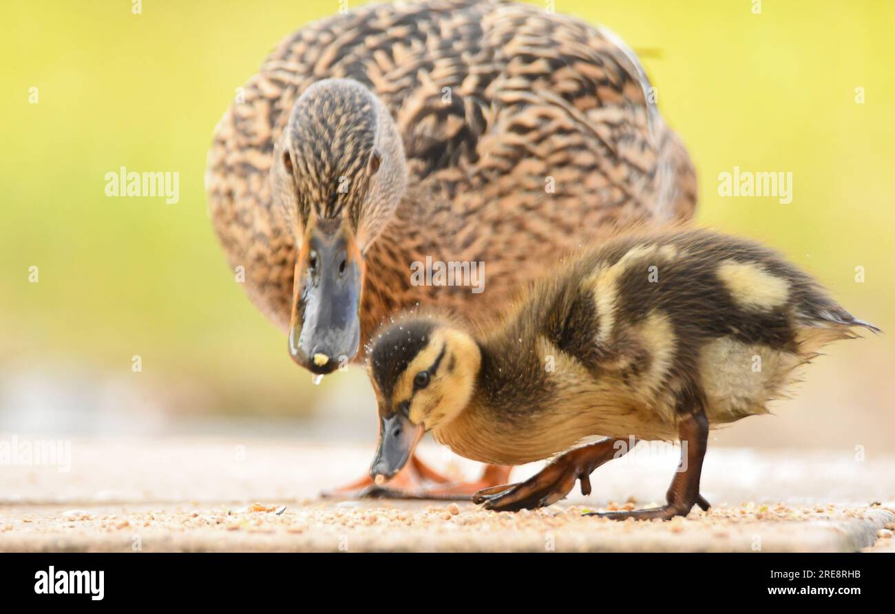 Parent watching over duckling hi-res stock photography and images - Alamy