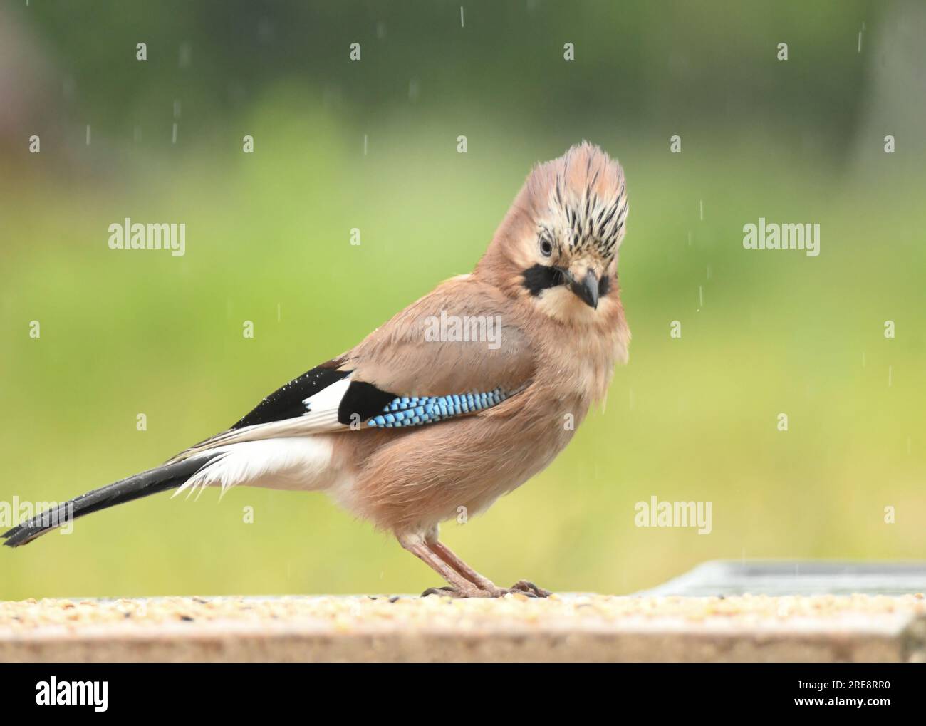 Jay, British Bird Stock Photo - Alamy