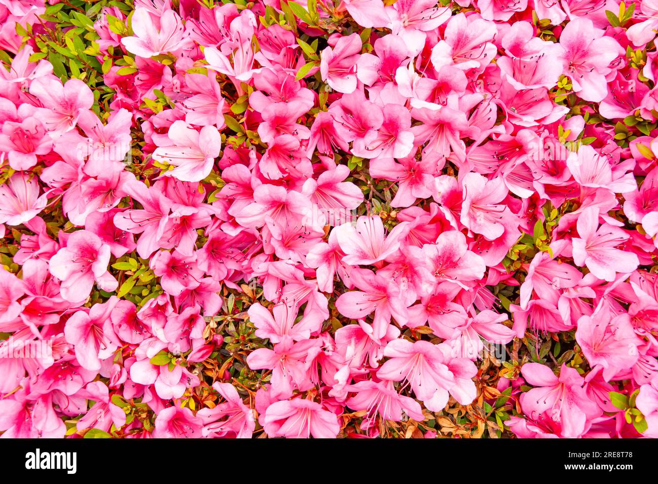Azalea japonica or Japanese azalea flowers in top view Stock Photo - Alamy