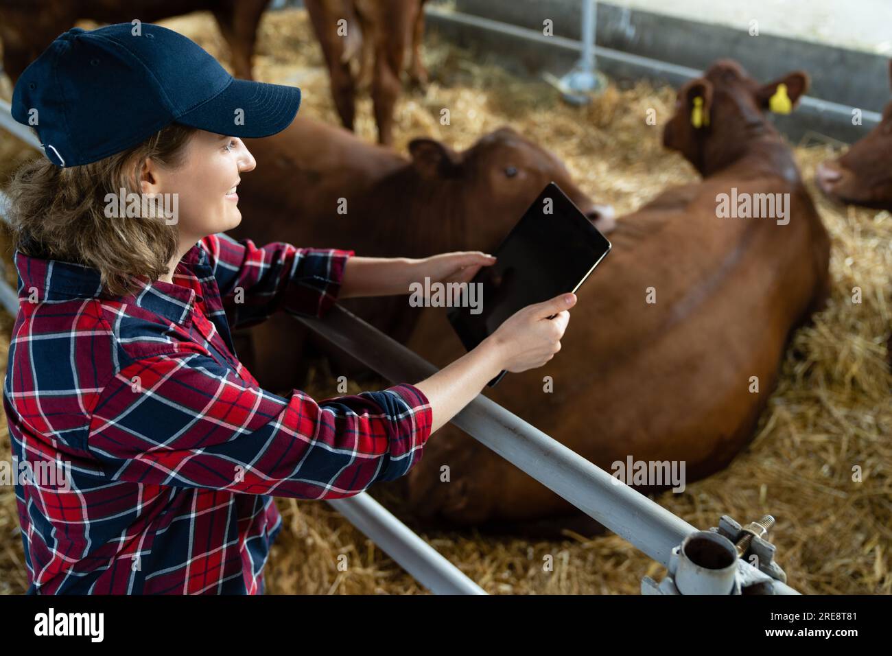 Woman farmer with tablet at a dairy farm. Herd management Stock Photo ...