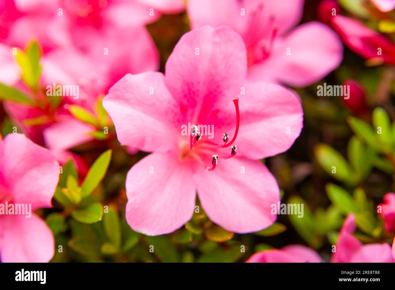 Azalea japonica or Japanese azalea flowers in close-up Stock Photo - Alamy