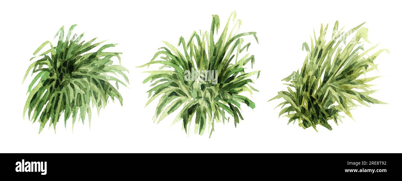 Garden grass set. Landscape design element. Hand drawn watercolor ...