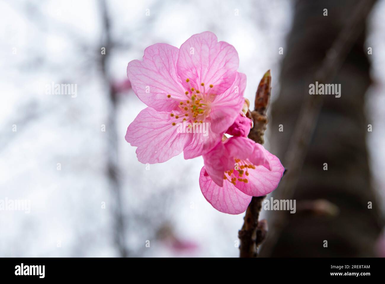 Beautiful single blossom of sakura in close-up outdoors isolated on ...