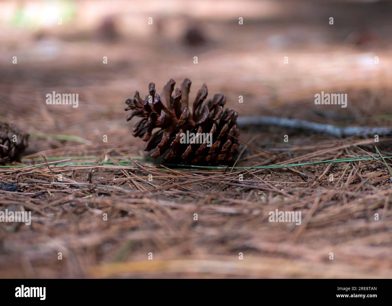 A pine cone, Pinus merkusii seed, on the forest floor. Shallow depth of ...