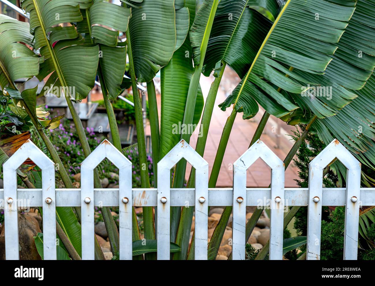 White fence and green banana tree Stock Photo - Alamy