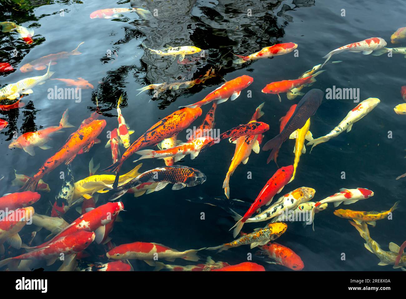 Koi fish floating in the pool Stock Photo - Alamy