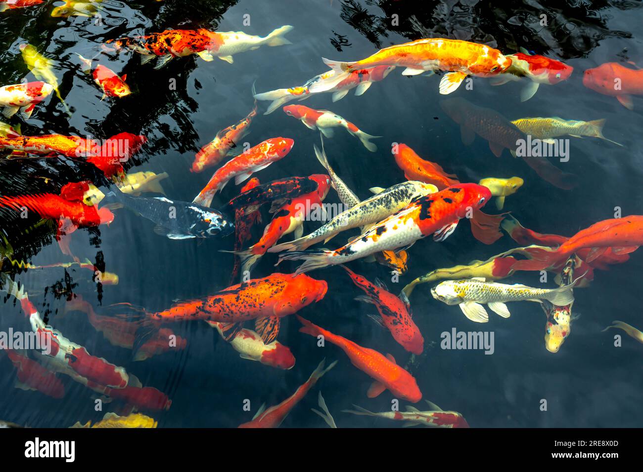 Koi fish floating in the pool Stock Photo - Alamy
