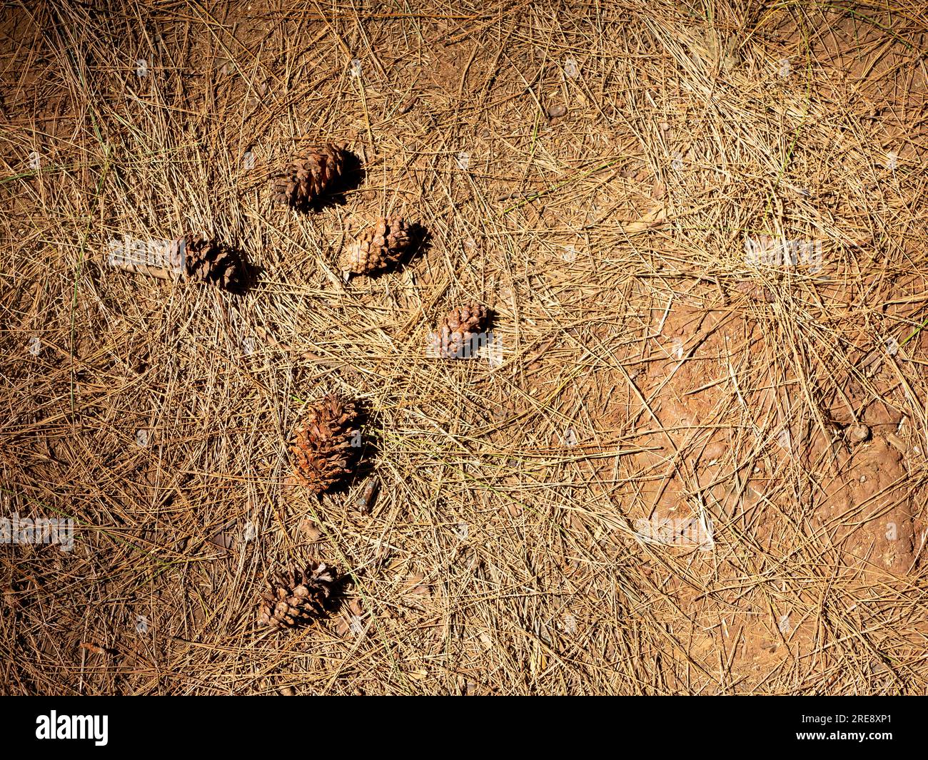 Pine cones, Pinus merkusii seeds, on the forest floor. Natural ...