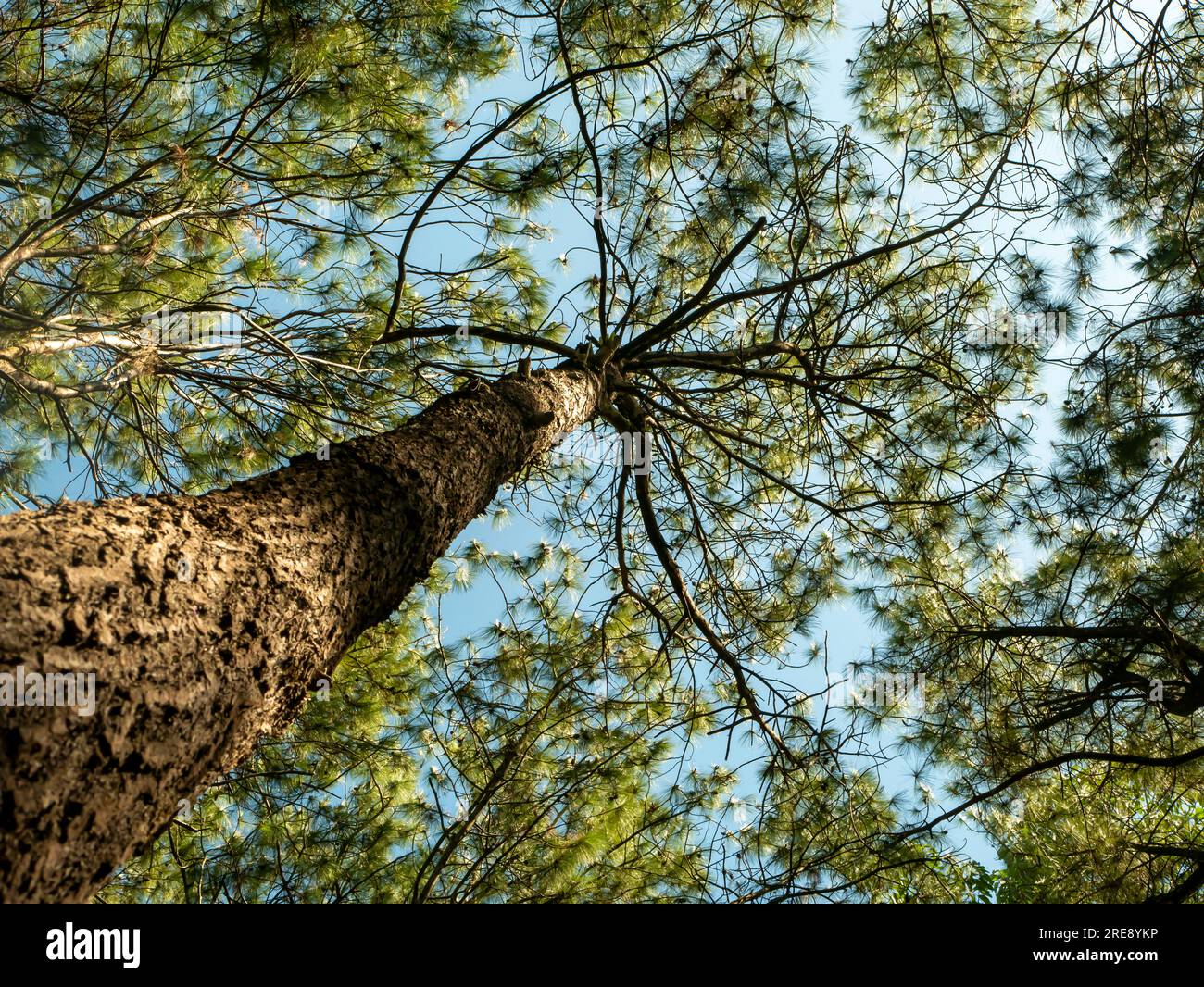 Pinus merkusii, the Merkus pine or Sumatran pine canopy, natural forest ...
