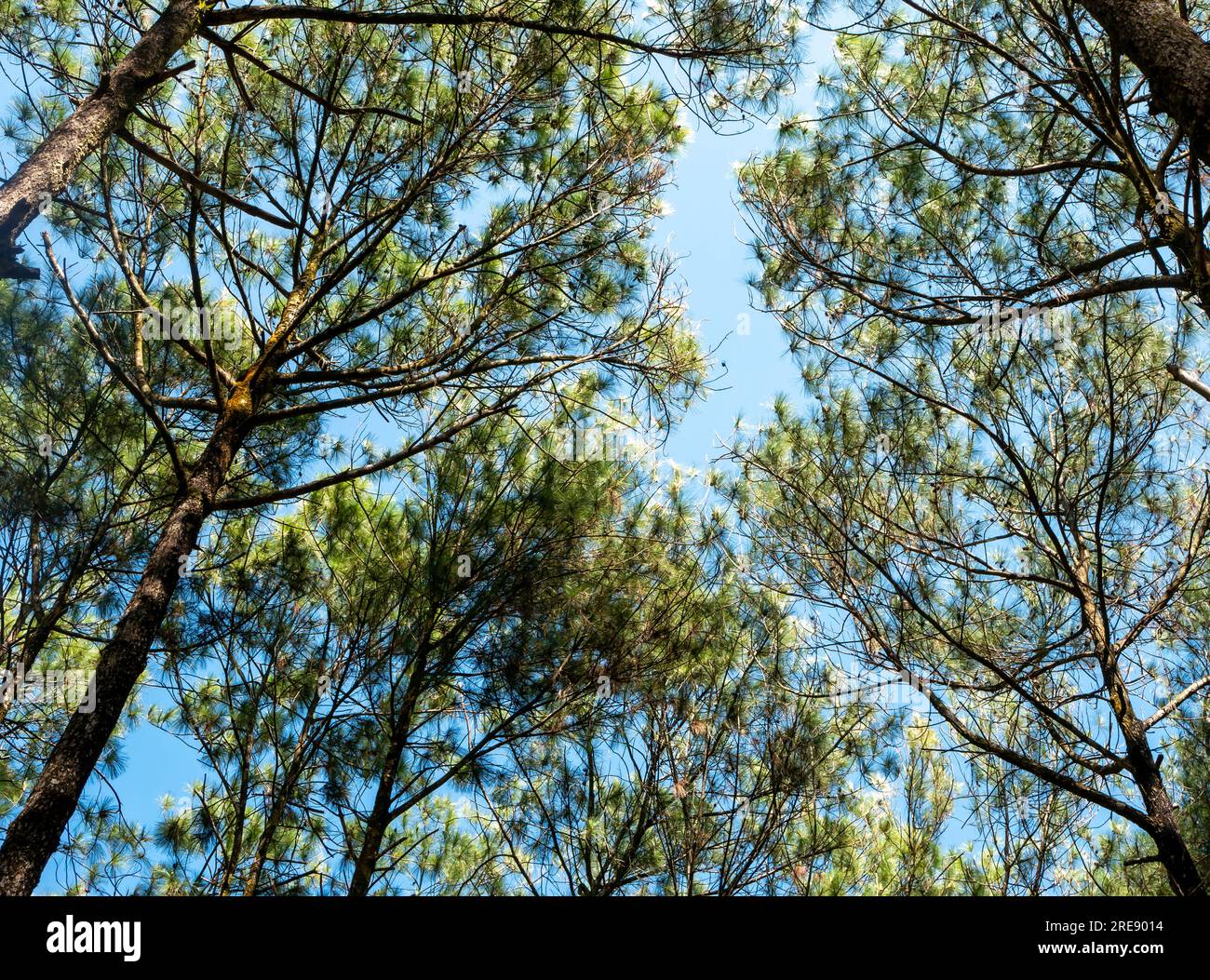 Pinus merkusii, the Merkus pine or Sumatran pine canopy, natural forest ...