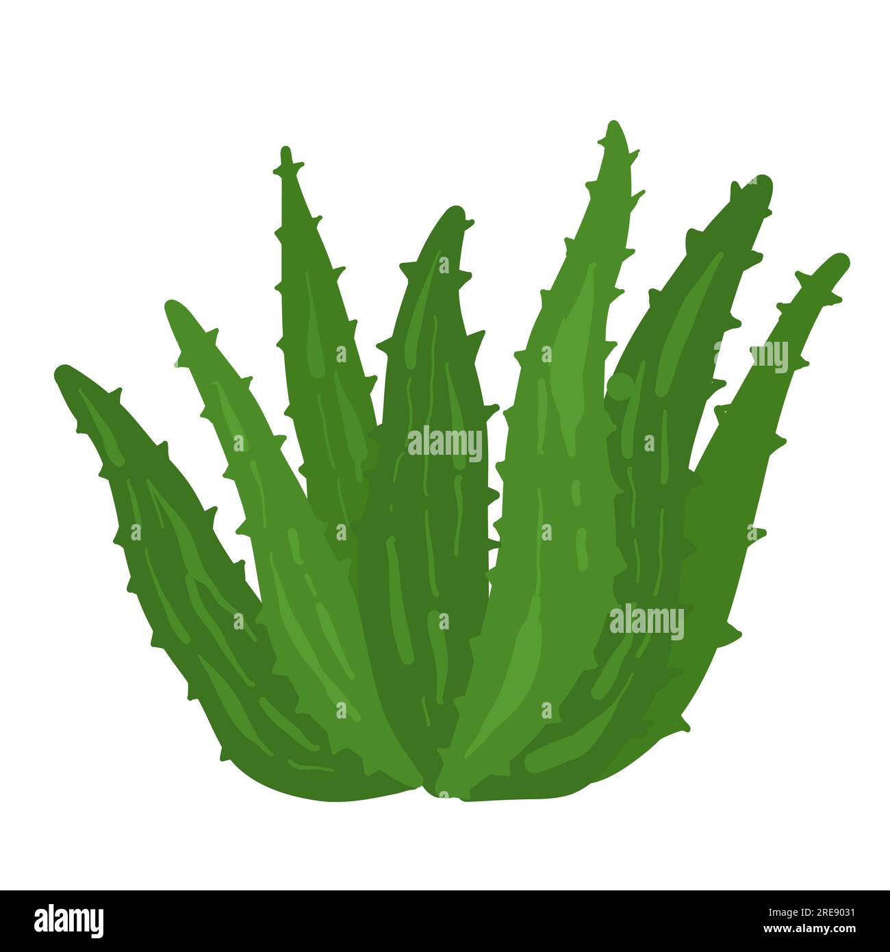 Realistic aloe vera vector illustration on white background Stock ...