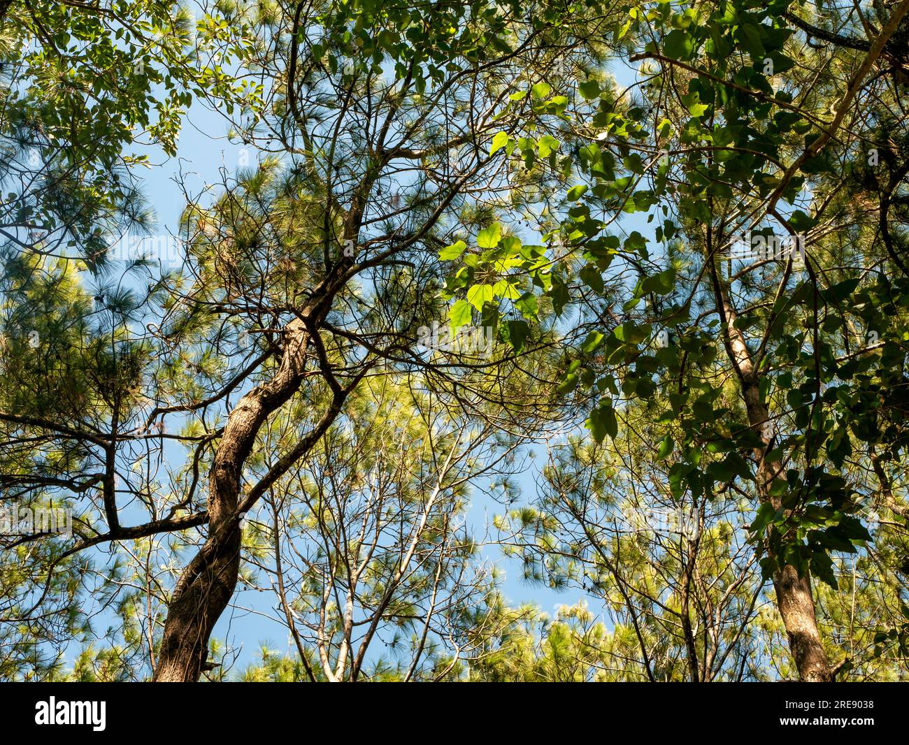 Pinus merkusii, the Merkus pine or Sumatran pine canopy, natural forest ...