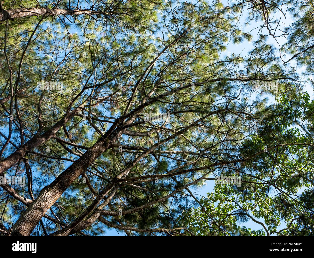 Pinus merkusii, the Merkus pine or Sumatran pine canopy, natural forest ...