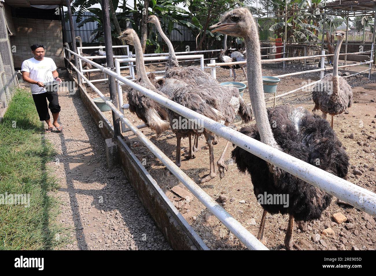 Mahasvin hi-res stock photography and images - Alamy
