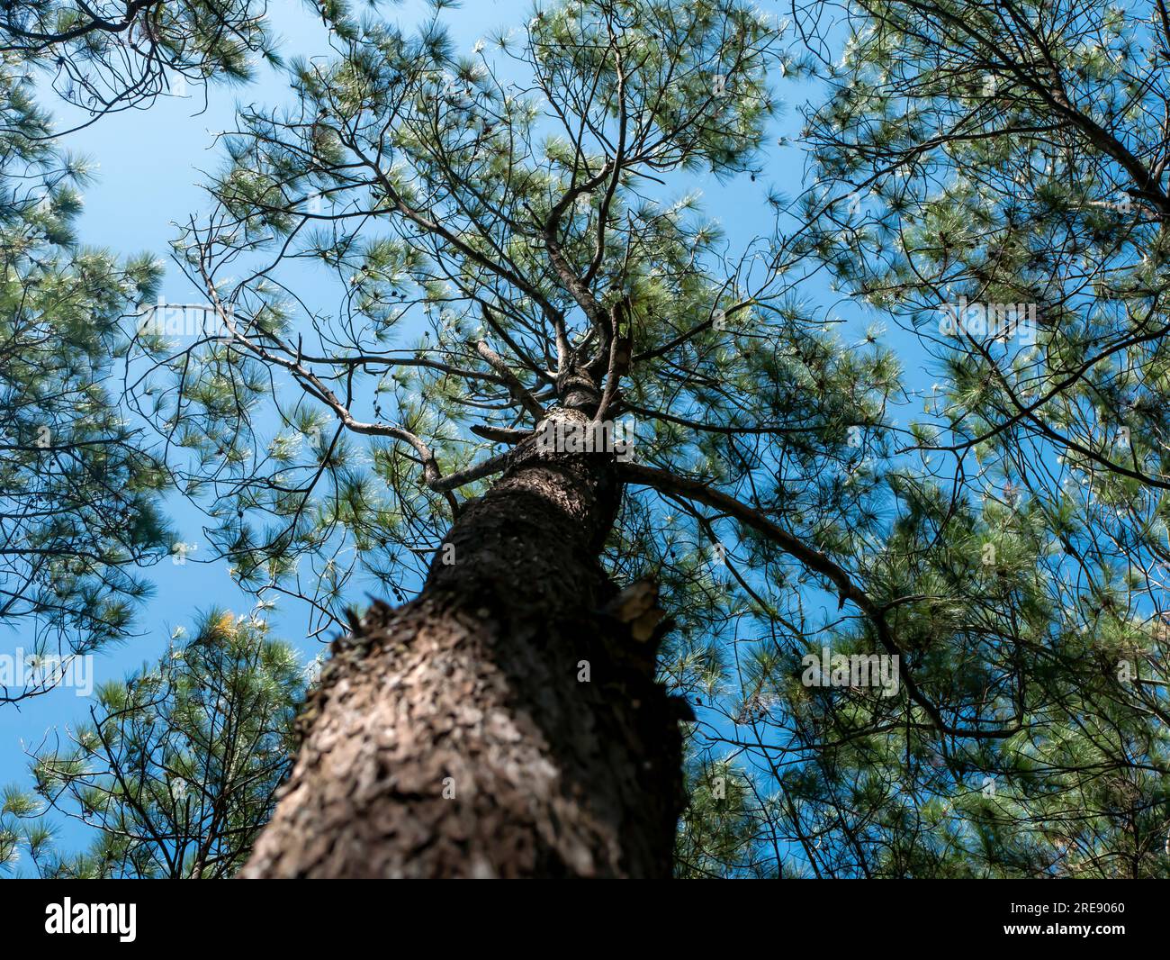 Pinus merkusii, the Merkus pine or Sumatran pine canopy, natural forest ...