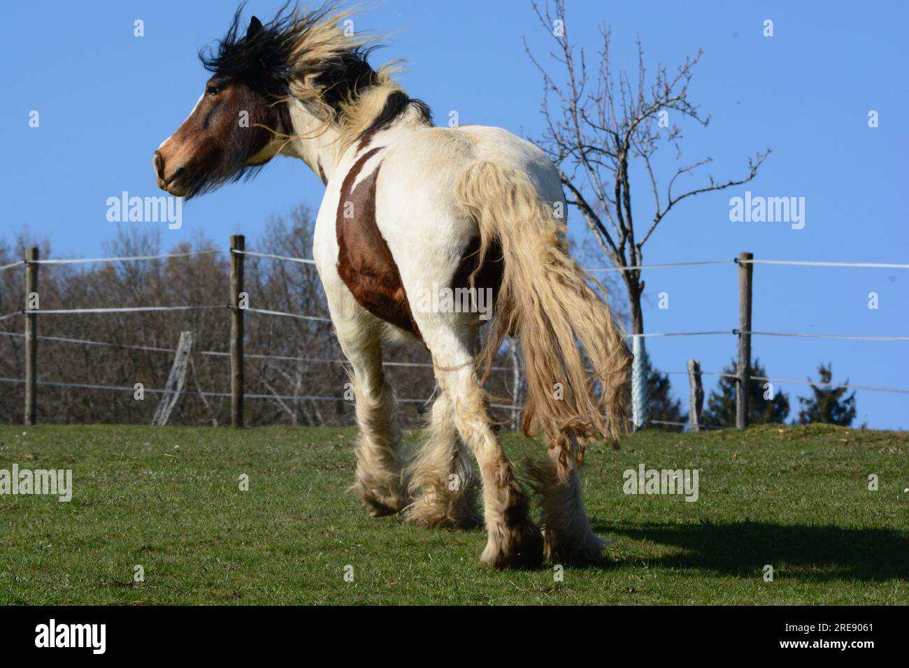 Beautiful horse - the Irish Tinker Stock Photo - Alamy
