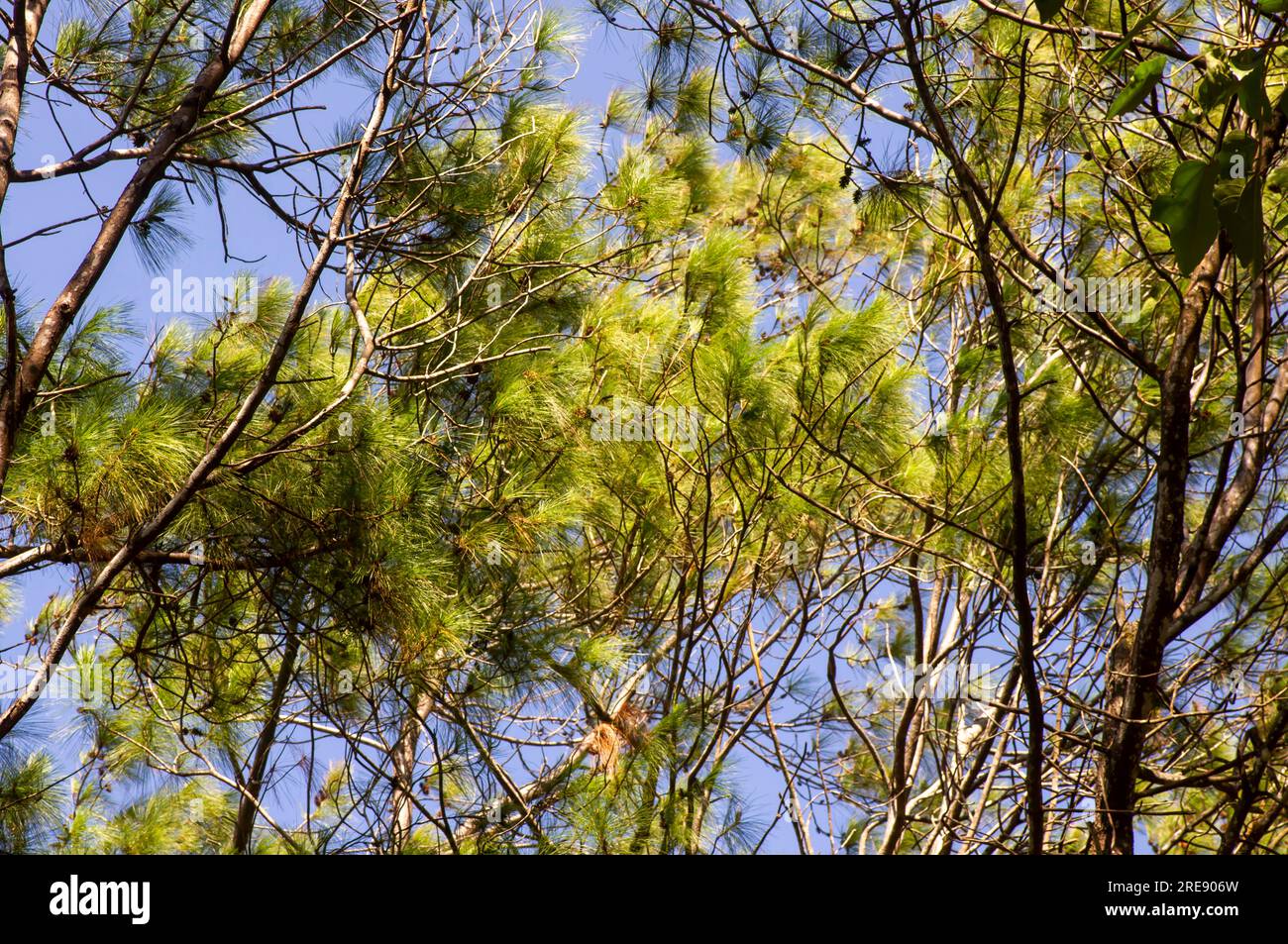 Pinus merkusii, the Merkus pine or Sumatran pine canopy, natural forest ...