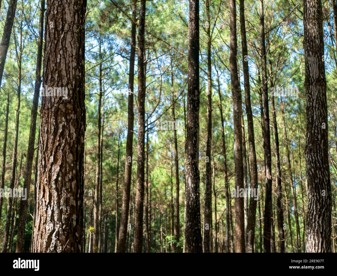 Pinus merkusii, the Merkus pine or Sumatran pine tree in the forest ...
