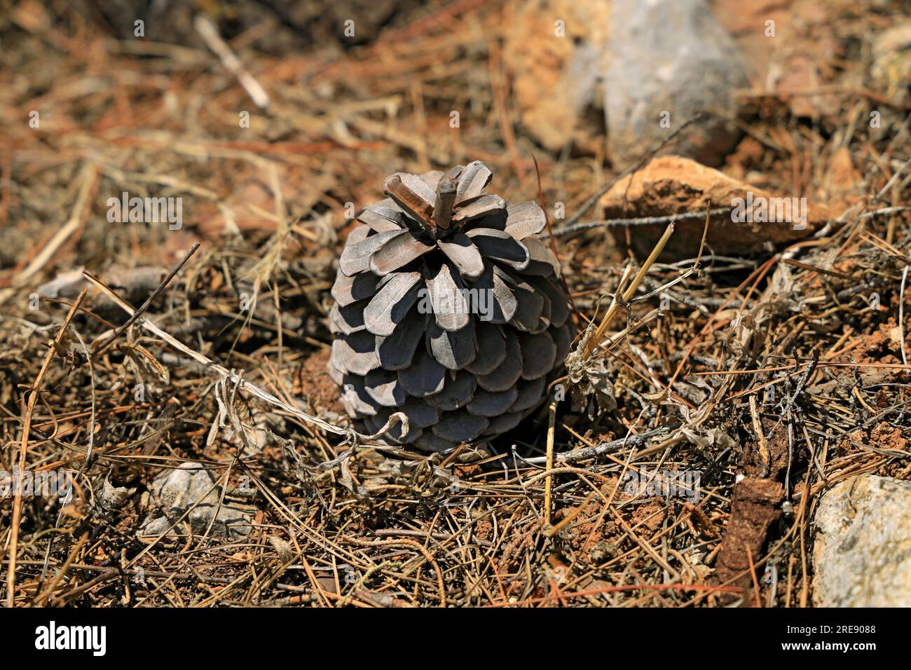Greek pine tree hi-res stock photography and images - Alamy
