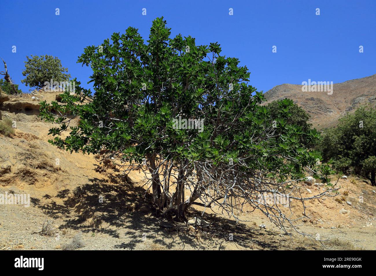Fig Tree Ficus carica, Eristos Valley,Tilos, Dodecanese islands ...