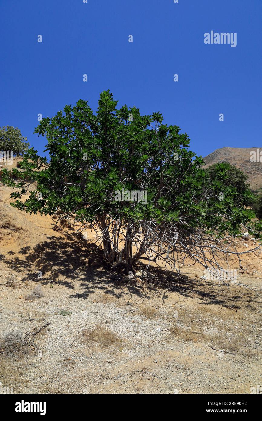 Fig Tree Ficus carica, Eristos Valley,Tilos, Dodecanese islands ...