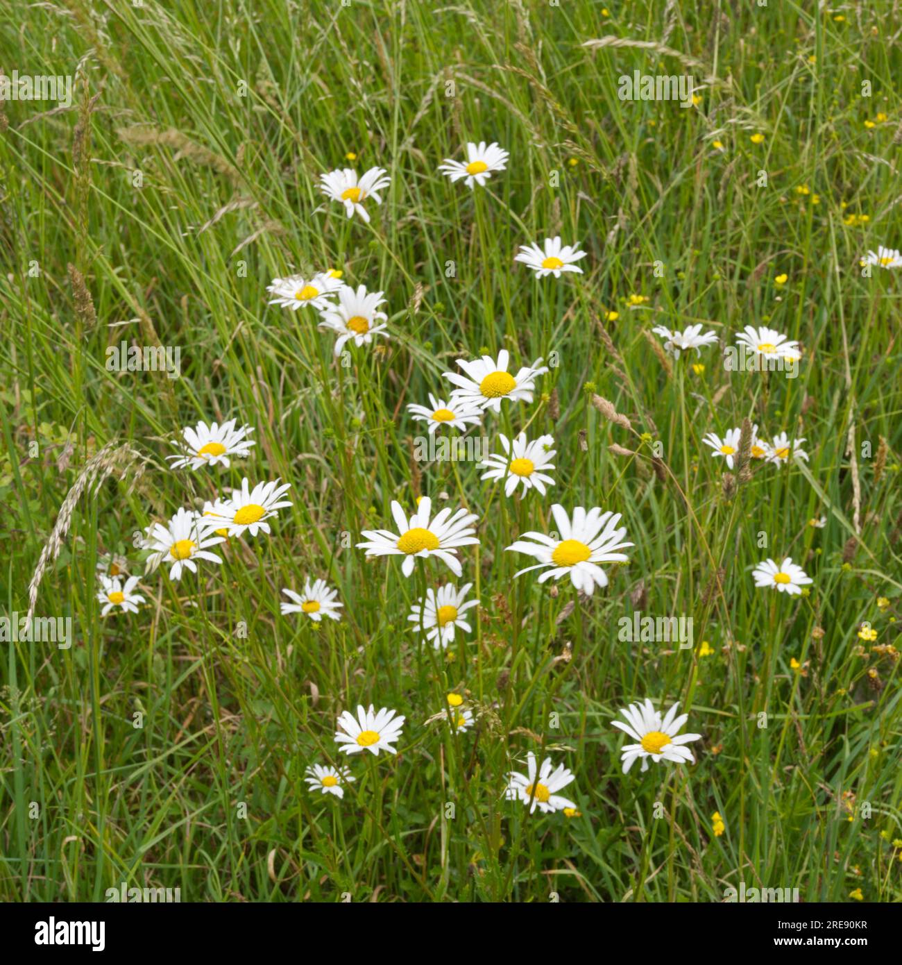 Summer wildflower meadow with moon daisies Leucanthemum vulgare,or eye ...