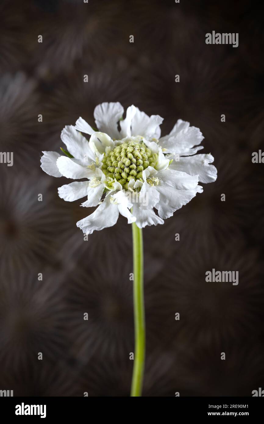 A portrait of a white scabiosa flower Stock Photo - Alamy
