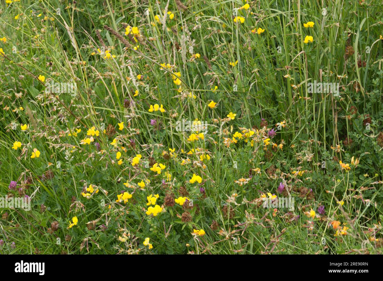 Garden meadow bird's foot wildflowers hi-res stock photography and ...