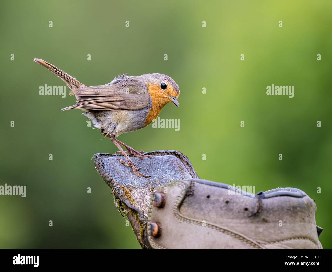 Robin summer hi-res stock photography and images - Alamy