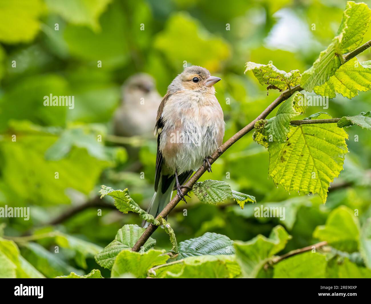 Fledgling uk chaffinch hi-res stock photography and images - Alamy