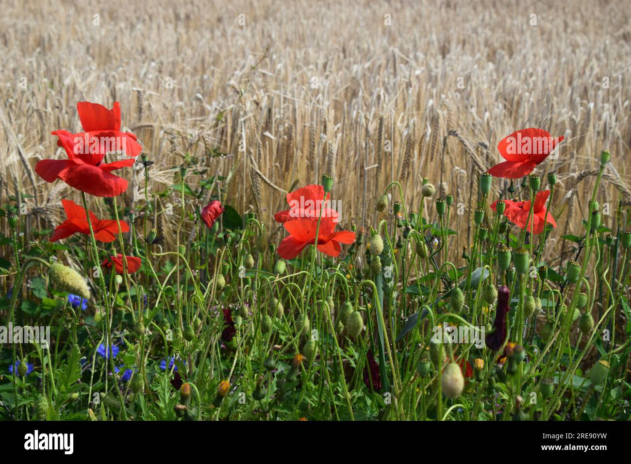 British meadow wildflowers in bloom Stock Photo - Alamy