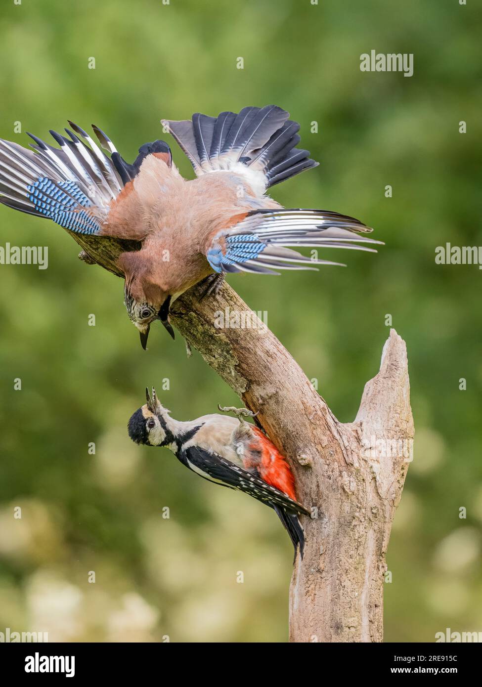Jay fighting hi-res stock photography and images - Alamy