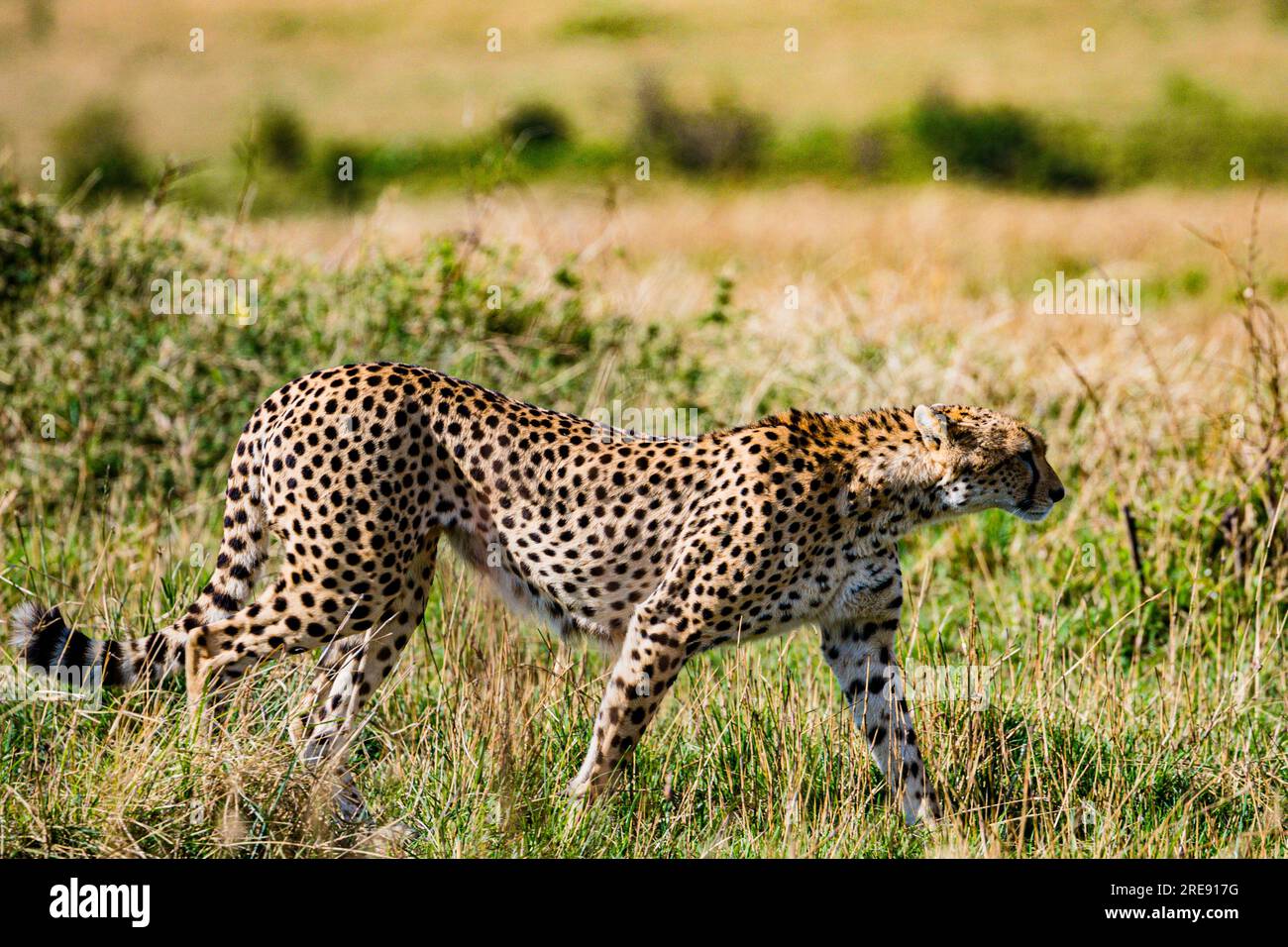 Maasai Mara National Reserve is an area of preserved savannah ...