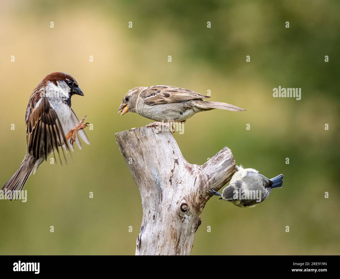 Sparrows summer hi-res stock photography and images - Alamy