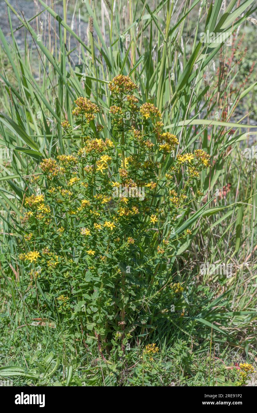 Wide shot of a clump of St. John's Wort / Hypericum perforatum growing ...