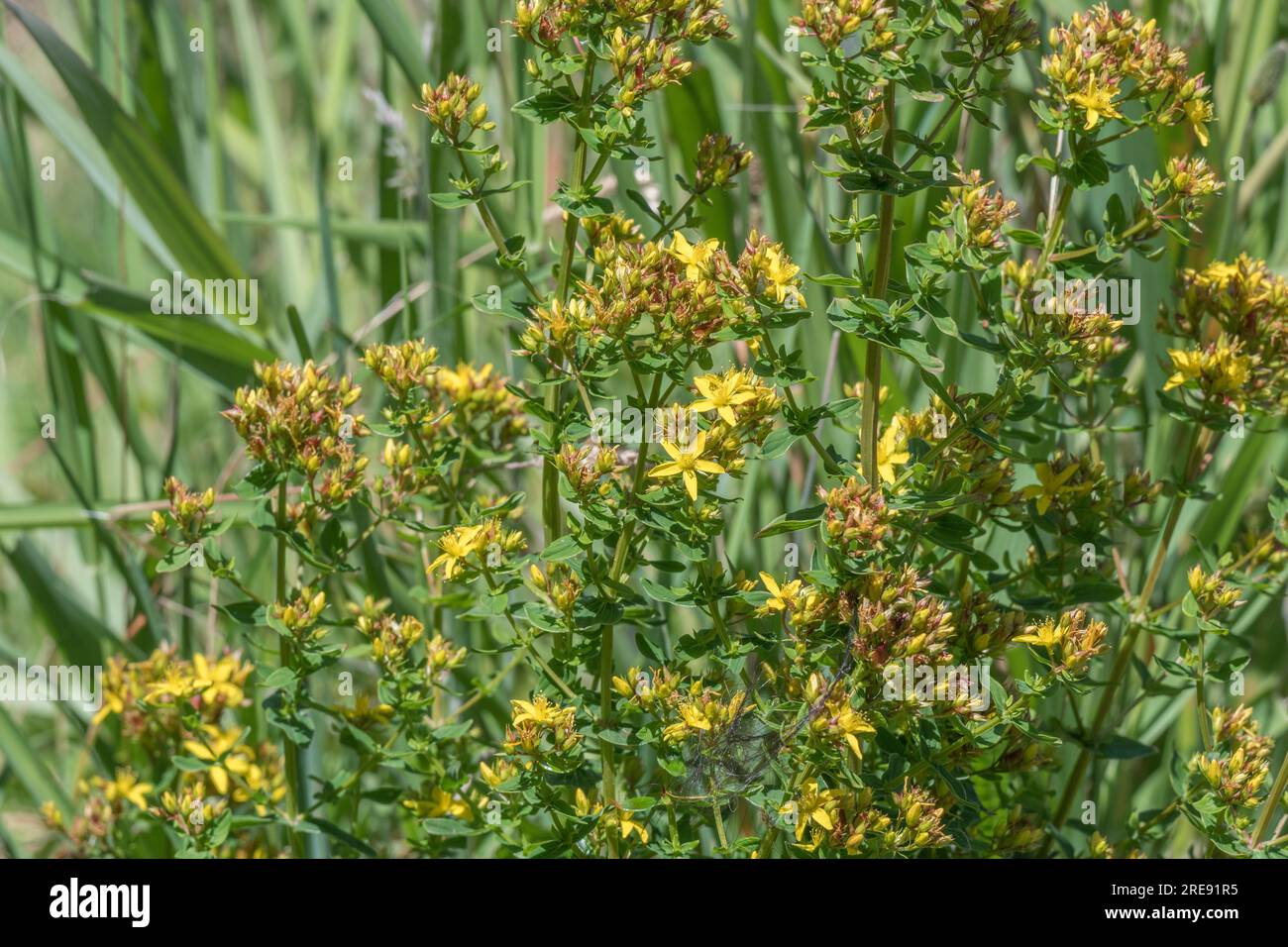 Close-up shot of a clump of St. John's Wort / Hypericum perforatum ...