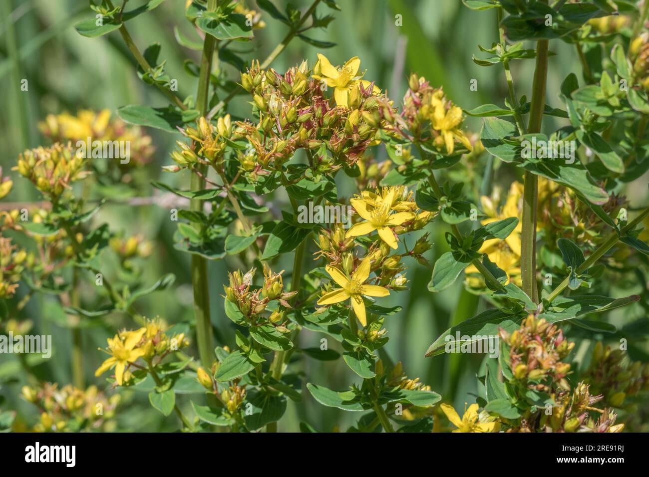 Close-up shot of a clump of St. John's Wort / Hypericum perforatum ...