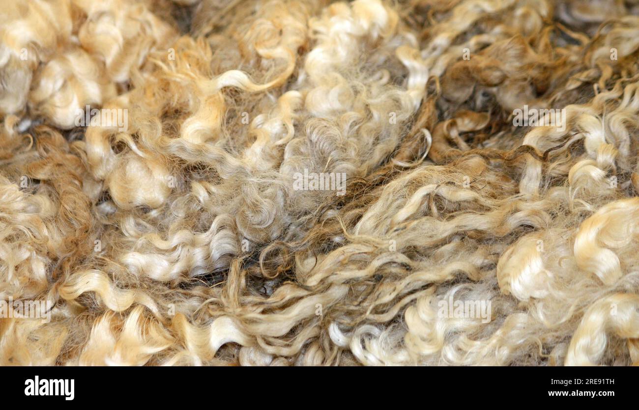 A Background of Freshly Cut Wool from Sheep Stock Photo - Alamy