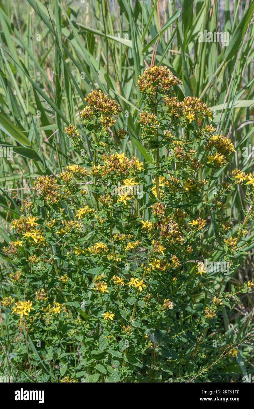 Wide shot of a clump of St. John's Wort / Hypericum perforatum growing ...