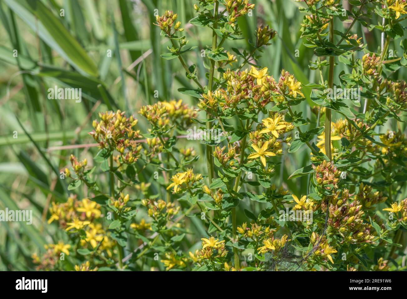 Close-up shot of a clump of St. John's Wort / Hypericum perforatum ...