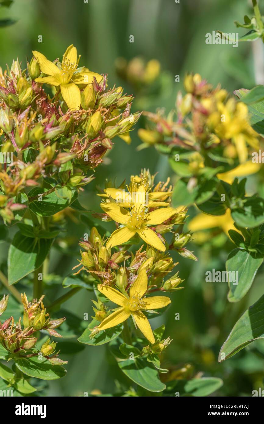 Close-up shot of a clump of St. John's Wort / Hypericum perforatum ...