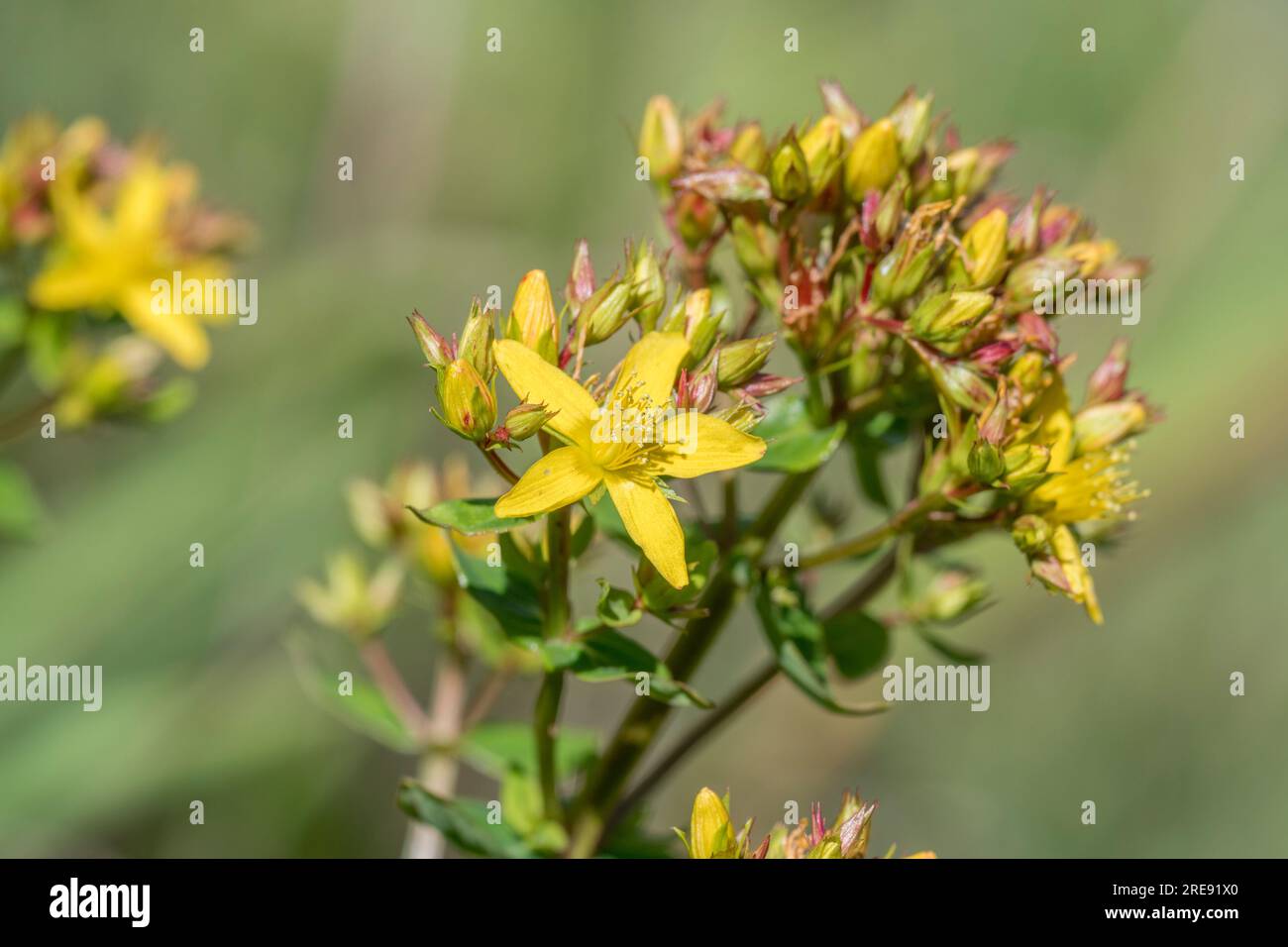Close-up shot of a clump of St. John's Wort / Hypericum perforatum ...