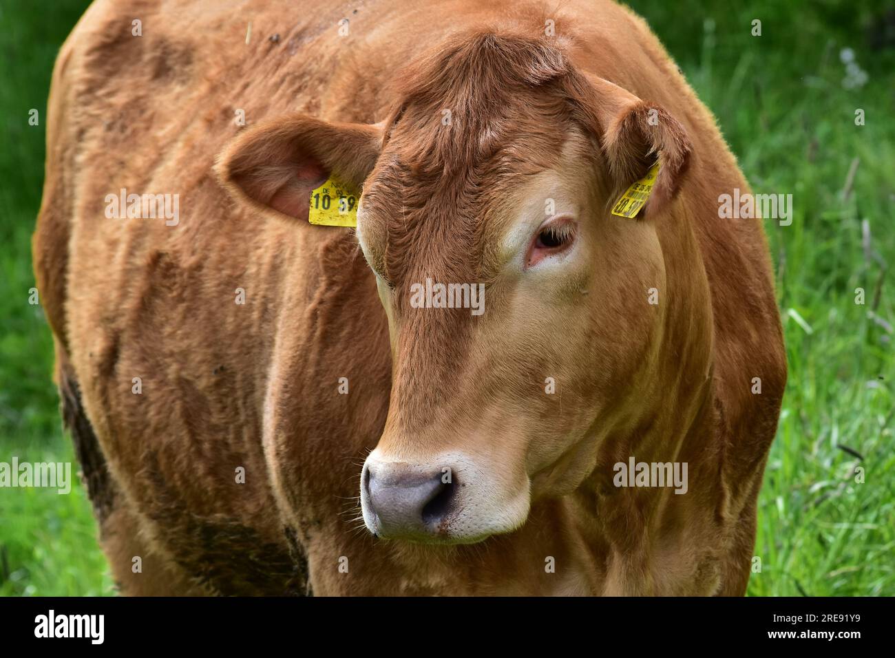 Cattle, Cows and Calves Stock Photo - Alamy