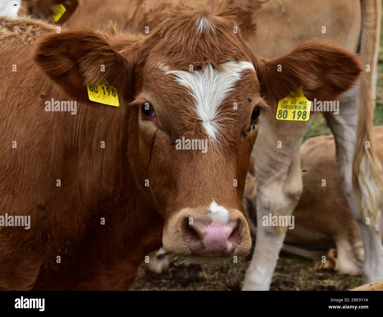 Cattle, Cows and Calves Stock Photo - Alamy