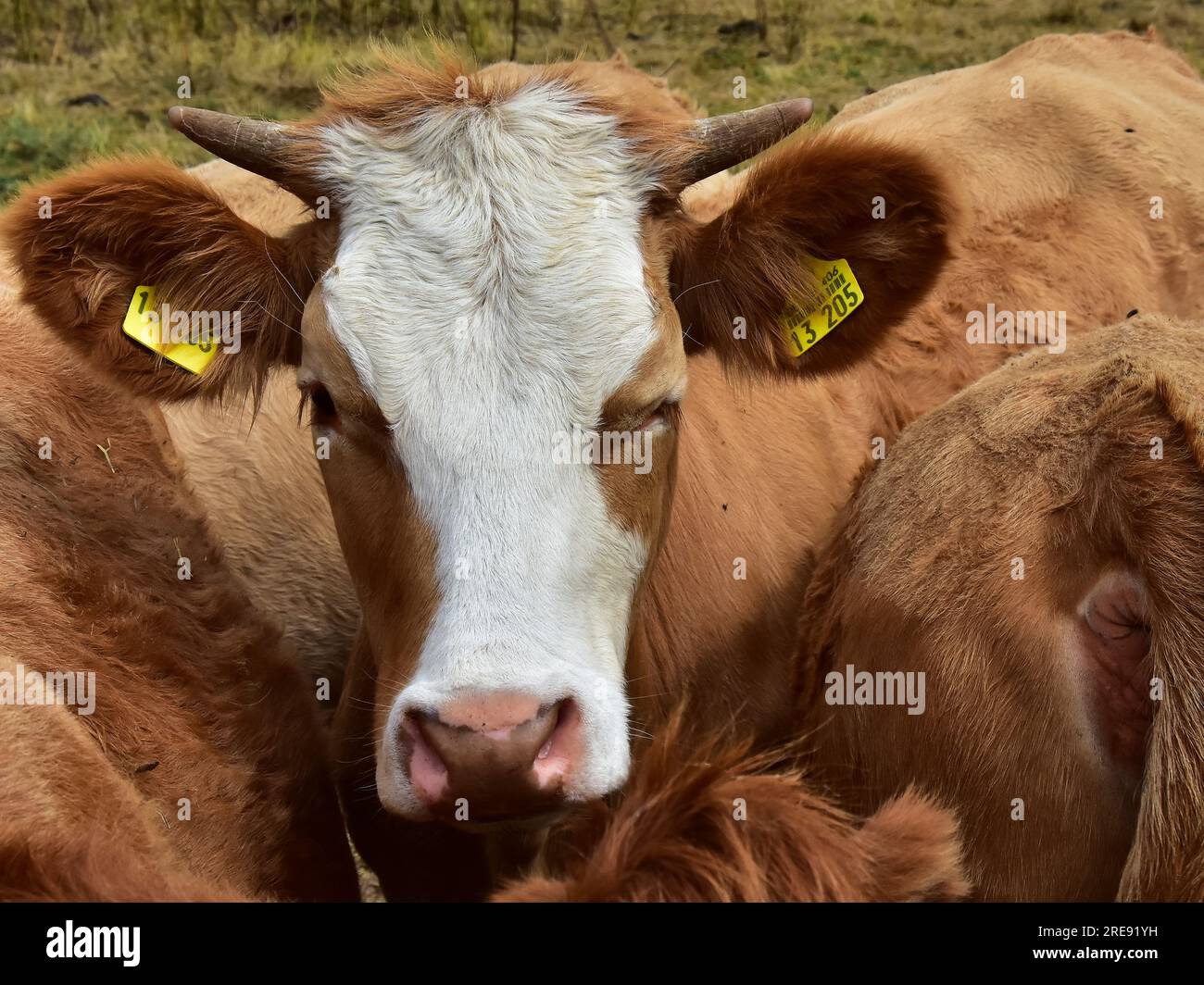 Cattle, Cows and Calves Stock Photo - Alamy