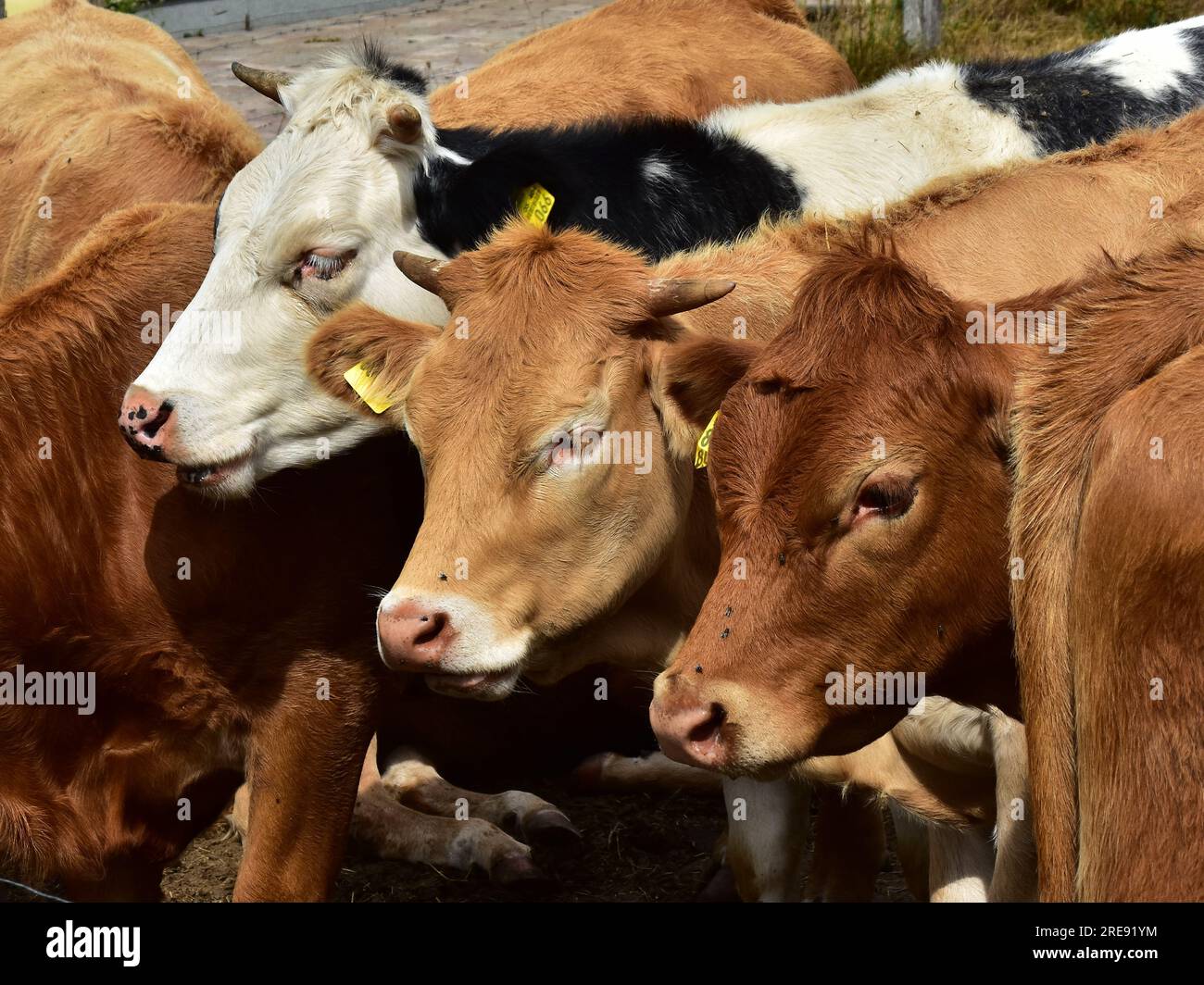 Cattle, Cows and Calves Stock Photo - Alamy